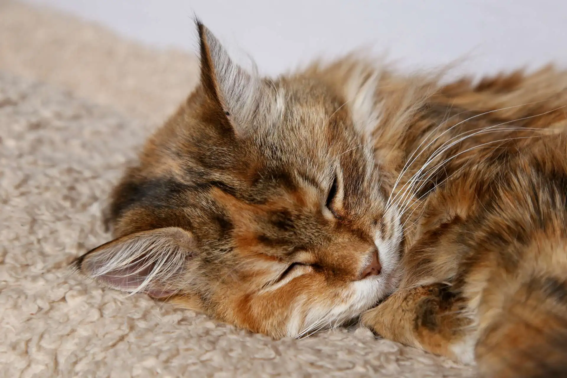 ¿Qué es la leucemia felina y cómo podemos proteger a nuestros gatos de ...